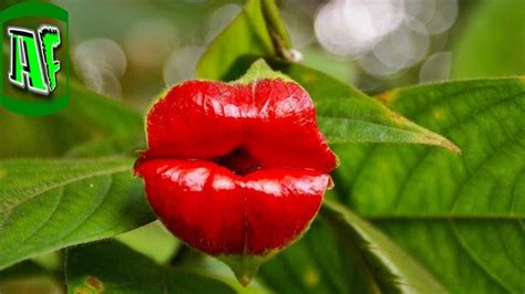 10 ყველაზე უცნაური მცენარე მსოფლიოში Youtube