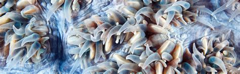 Anthozoa Alexander Semenov