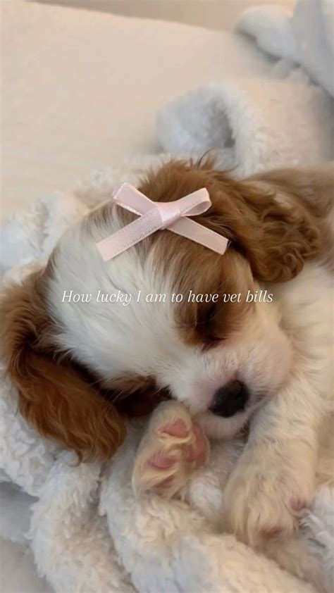 Pinterest Perritos Adorables Perros