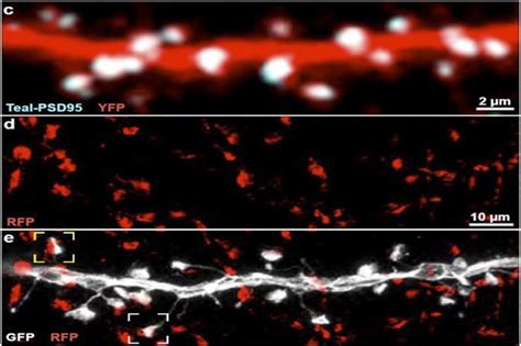 Sparse Small But Diverse Neural Connections Help Make Perception Reliable Efficient Brain