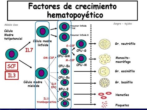 Sangre Eritropoyesis