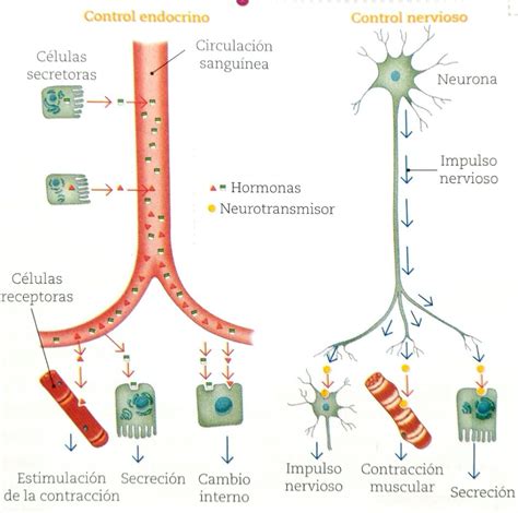 3mbiologiaelectivosistemanervioso By Davidjorqueram On Genially