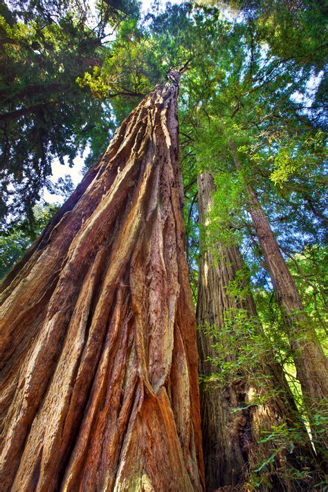 How Often To Water Coast Redwood Trees At Hazel Tiffany Blog