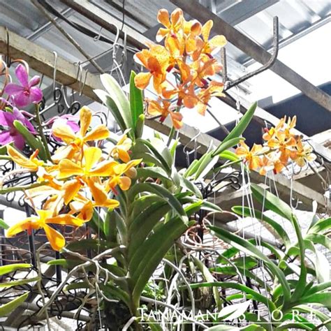 Gambar Anggrek Vanda Kuning Gambar Bunga Indah