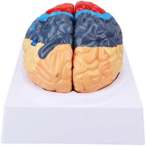 Anatomical Model Of The Human Brain Color Coded Convenient Touch Assembly Of The Brain