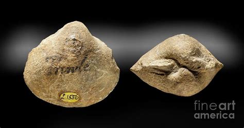 Fossil Bivalve Photograph By Natural History Museum London Science Photo Library Fine Art America