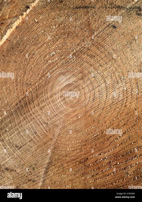 Rings In Section Of Tree Trunk Stock Photo Alamy