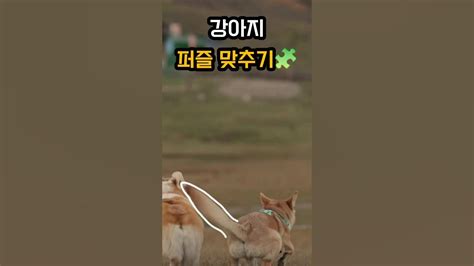 강아지 퍼즐 맞추기 강아지 퍼즐 힐링 Youtube