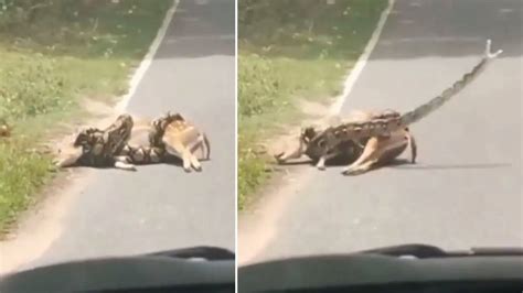Video हिरण को जिंंदा निगलना चाहता था अजगर तभी हुआ कुछ ऐसा खुद की जान बचाकर पड़ गया भागना
