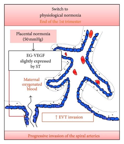 Proposed Model Of Eg Vegf Mediated Effects On The Fetomaternal
