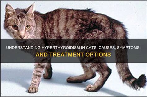 Understanding Hyperthyroidism In Cats Causes Symptoms And Treatment