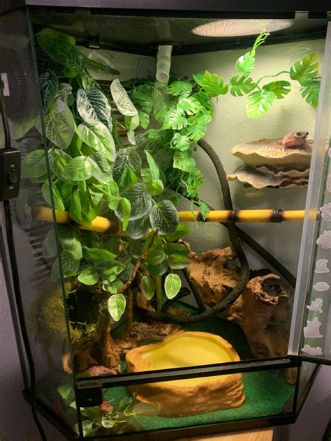 White S Tree Frog Enclosure