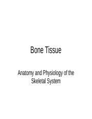 Bone Tissue Ppt Bone Tissue Anatomy And Physiology Of The Skeletal System Physiology