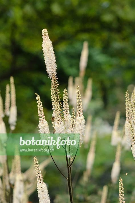 Cimicifuga Rubifolia