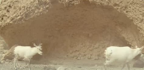 شاهد لقطات مثيرة للحيوانات البرية داخل محمية الإمام عبدالعزيز مـزمـز