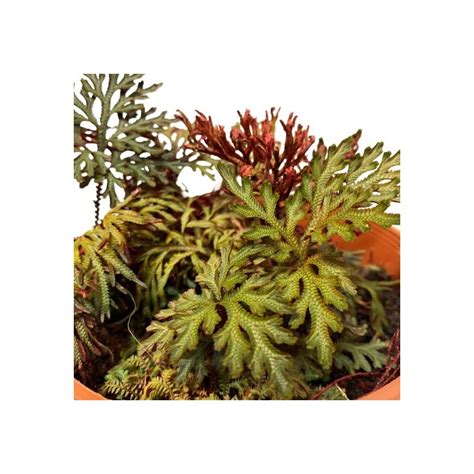 Selaginella Erythropus Sanguinea