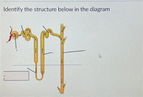 Solved LABEL THE STRUCTURES BELOW Identify The Structure Chegg