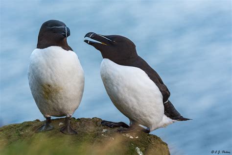Razorbill Page
