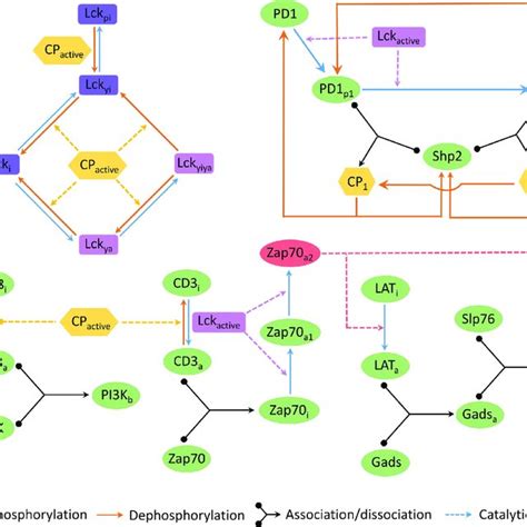 Network Diagram Of The Model Of Pd 1 Signaling Pathway Solid Line