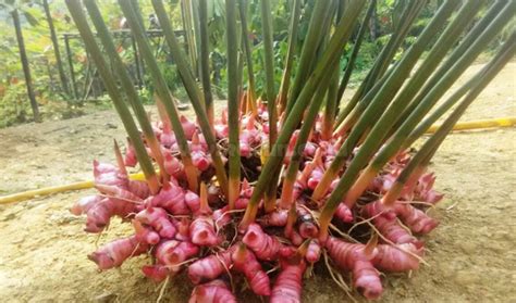 Tanaman Yang Berkembang Biak Dengan Rhizoma Adalah Homecare24