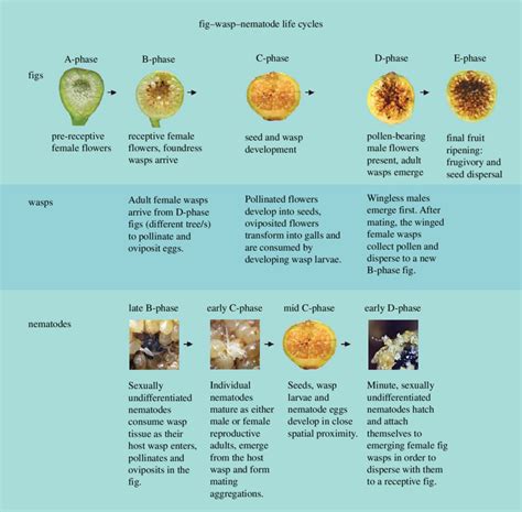 Reproductive Cycles Of Fig From Receptive A Phase To Ripe E Phase With Download Scientific