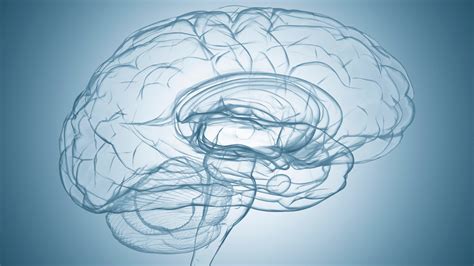 The Prefrontal Cortex Aka The Overthinking Mind
