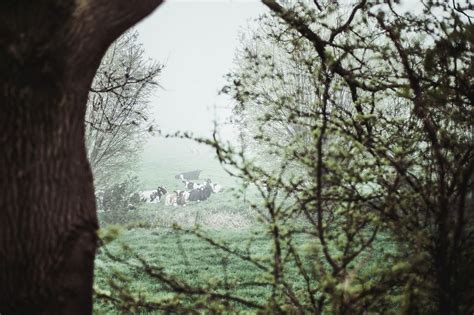 I Captured The Mystery Of Fog Bored Panda