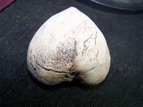 Images About Fossil Finding Texas On Pinterest Texas Travel Unexplained Phenomena And Track