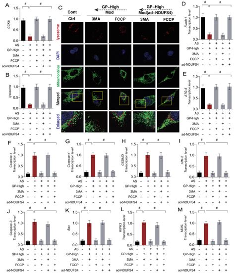 Targeting Mitochondria By Lipid Selenium Conjugate Drug Results In Malate Fumarate Exhaustion