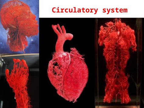 PPT Circulatory System Components Of A Circulatory System Three Fundamental Features In All