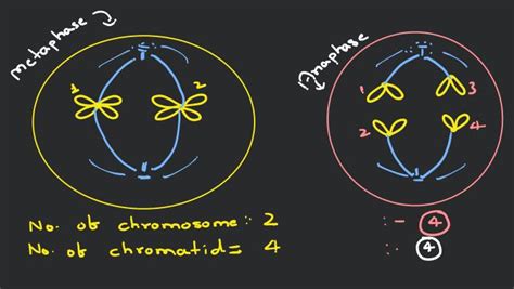 Mitotic Anaphase Differs From Metaphase In Possessing Filo