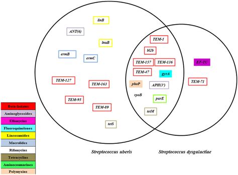 Antimicrobial Resistance Genes Present For Streptococcus Uberis N Download Scientific