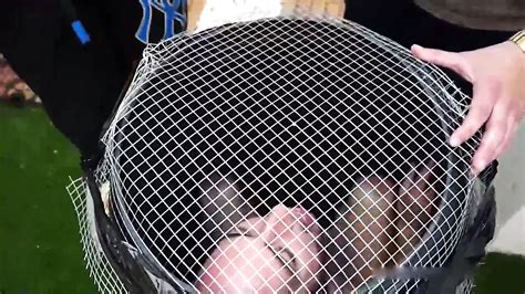 Sergio Mutty Gay Porn Videos Porn Star Sex Scenes Xhamster