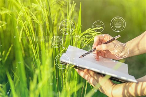 스마트 농업 개념 현대 기술을 사용하여 작물이나 쌀을 재배하고 Ai를 사용하여 농장 관리 시스템을 관리하여 비용을 절감하고 정확성을 높입니다 Stem 주제에 대한 스톡 사진