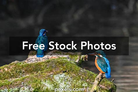 Ecosystem Interaction Photos Download The Best Free Ecosystem