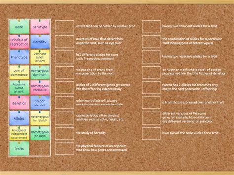 mendelian genetics and inheritance copy une las parejas