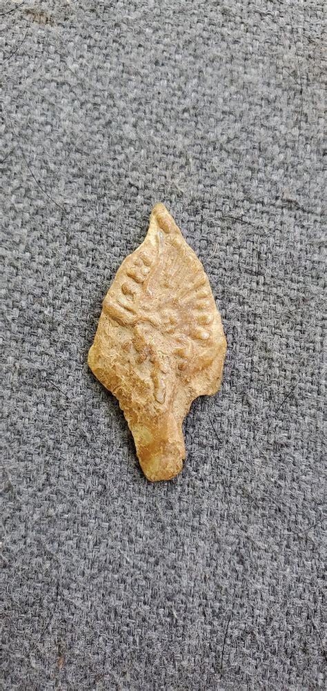 Gar Scale Arrowhead Age Fossil Id The Fossil Forum