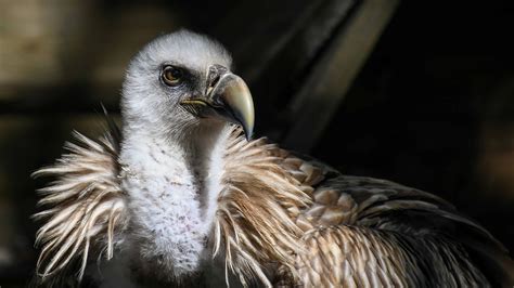 Kostenlose Bild Tier Und Pflanzenwelt Vogel Tier Raptor Porträt Schnabel