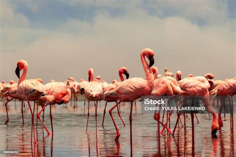 야생 아프리카 조류 아프리카 붉은 플라밍고 조류의 그룹과 맑은 물에 자신의 반사 월비스 베이 나미비아 아프리카 강에 대한 스톡 사진 및 기타 이미지 Istock