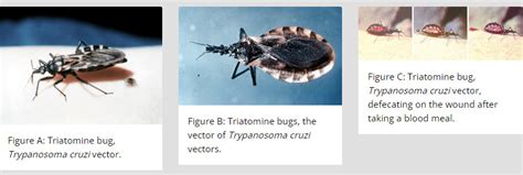 Kissing Bug Encyclopedia Of Arkansas