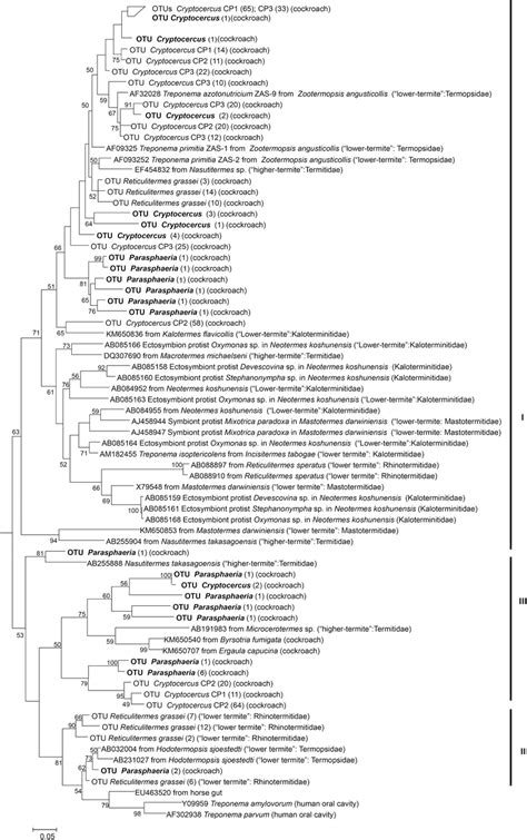 Phylogenetic Tree Based On Maximum Parsimony Mp And Download