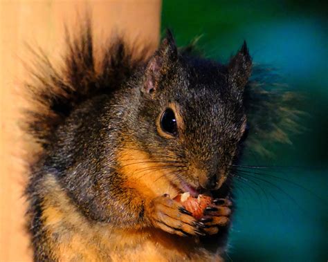 Is Squirrel A Rodent Squirrels Species Qpzo