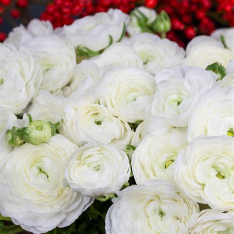 Renoncule 10 Tiges Atelier Rose Pivoine