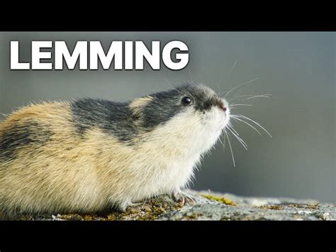 Arctic Tundra Lemmings