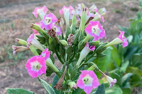 Tobacco Plant Seeds Organic