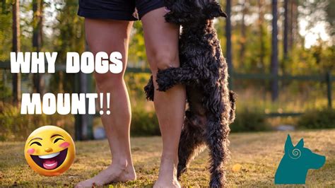 Why Do Dogs Mount Dog Mounting Explained How To Stop Dog Mounting