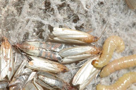 Pantry Pests Insects Found In Stored Food Umn Extension