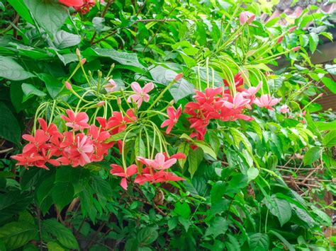 What Is Rangoon Creeper Tips For Growing Quisqualis Rangoon Creeper