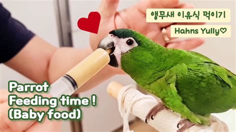 아기 앵무새 이유식 먹이기🍼 Youtube