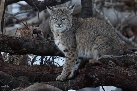 Gato Leopardo El Asiático Salvaje Origen Del Bengalí Smylepets
